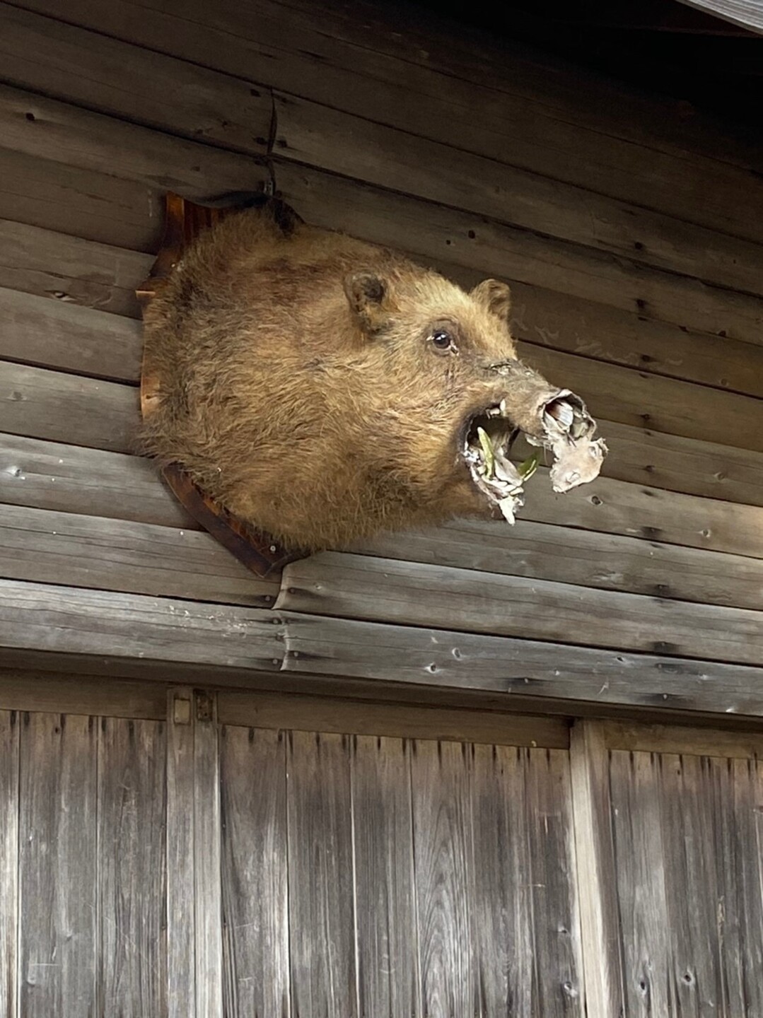 紅葉萌ぇ～〜～ 英彦山 / さとちゃん(iotan)さんの英彦山の活動データ | YAMAP / ヤマップ