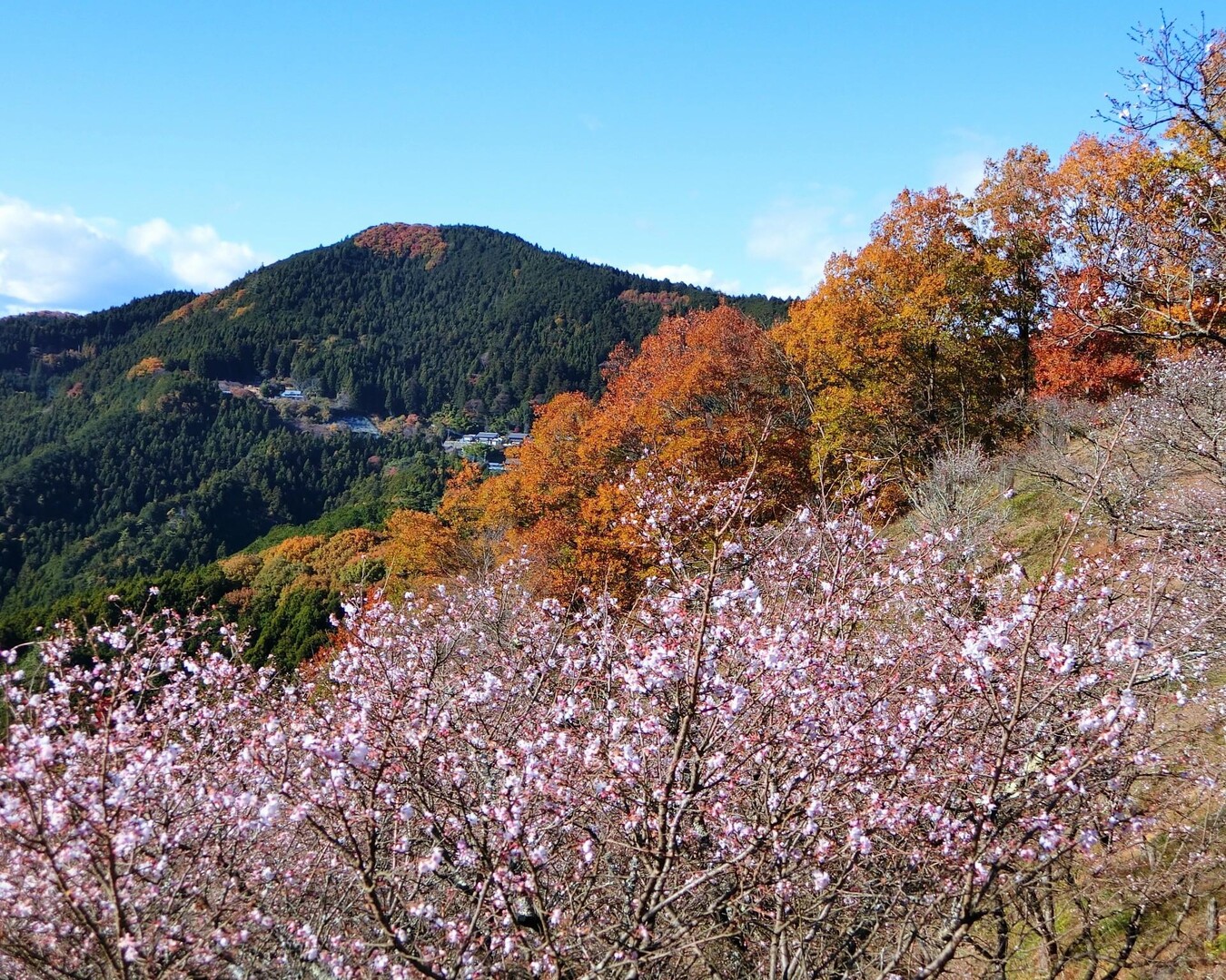 午前中の用事をすませ、桜山公園に冬桜を観... / youさんのモーメント | YAMAP / ヤマップ