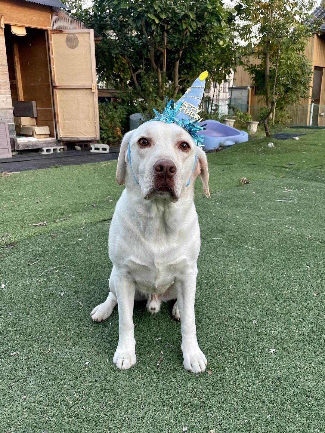 あずき🐶happy birthday ... / あずきさんのモーメント | YAMAP / ヤマップ