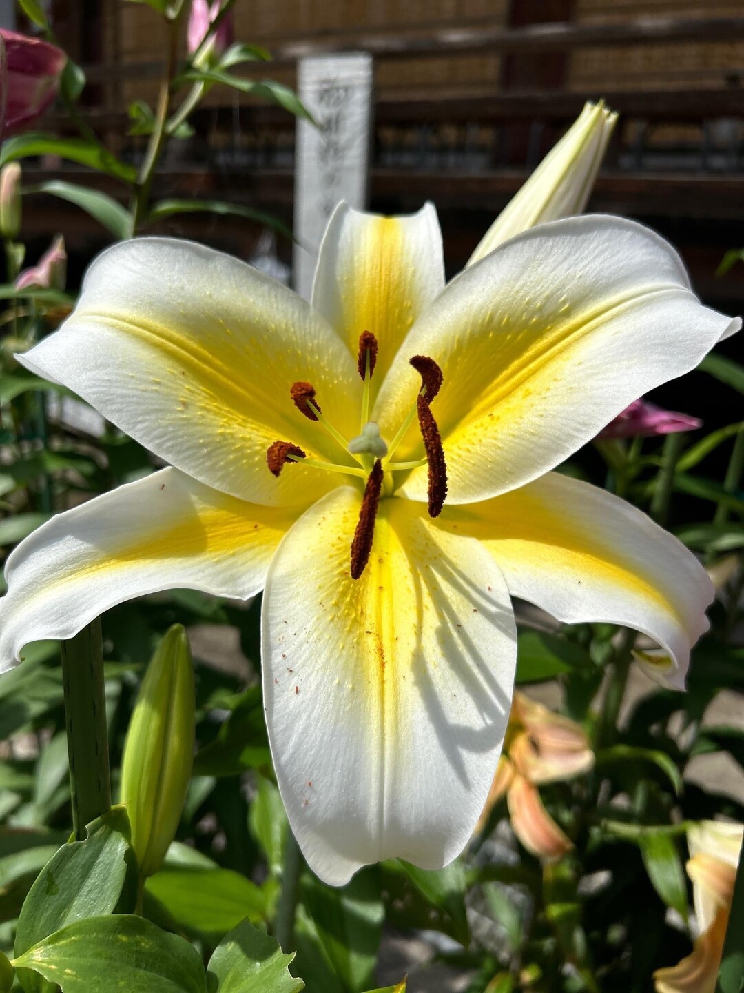 松尾山 2024.6.29 / yumi minさんの登山の活動データ | YAMAP / ヤマップ