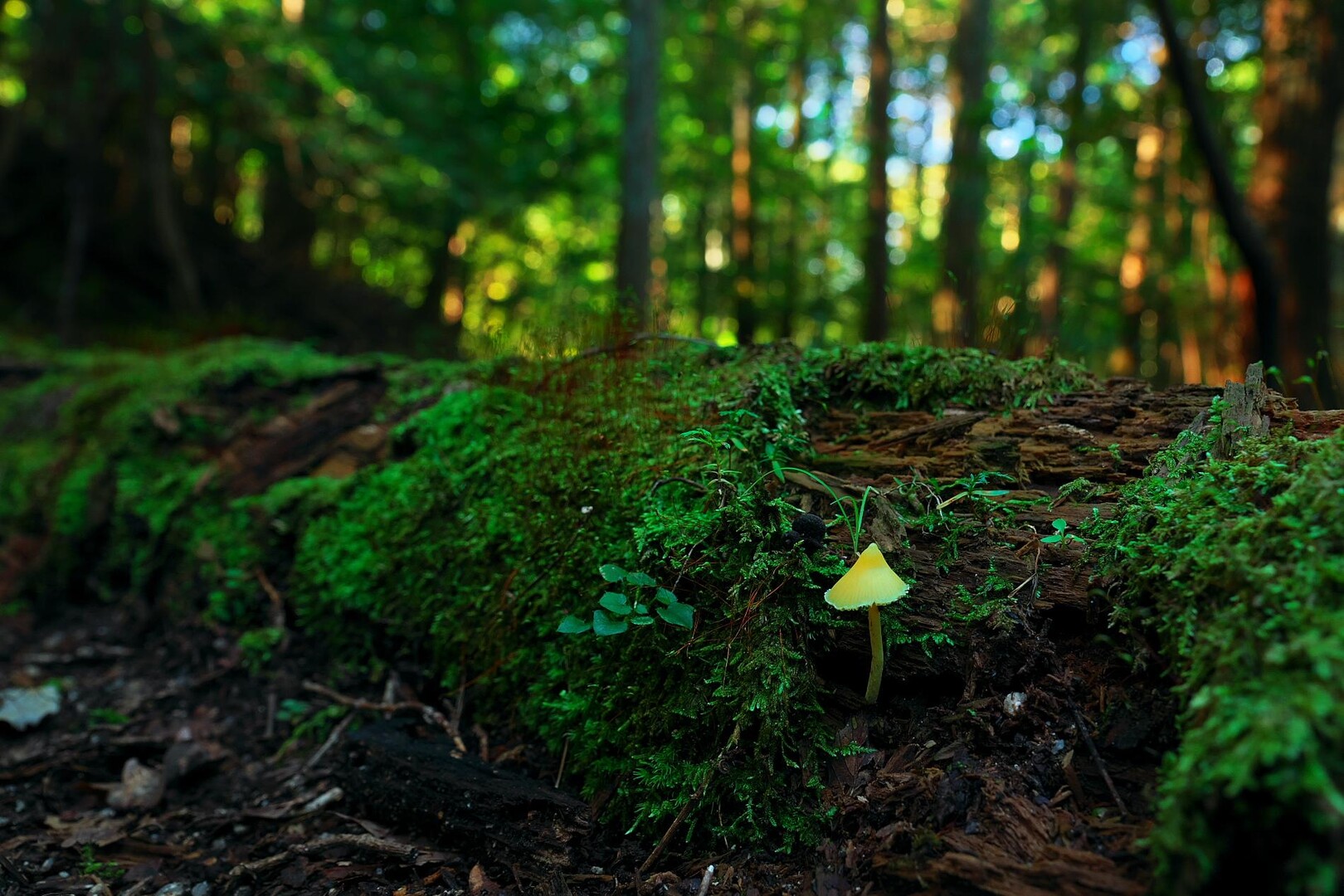 NEWストックとお茶8L と金勝周回 / つばくろさんの金勝アルプス（鶏冠山・竜王山）の活動データ | YAMAP / ヤマップ