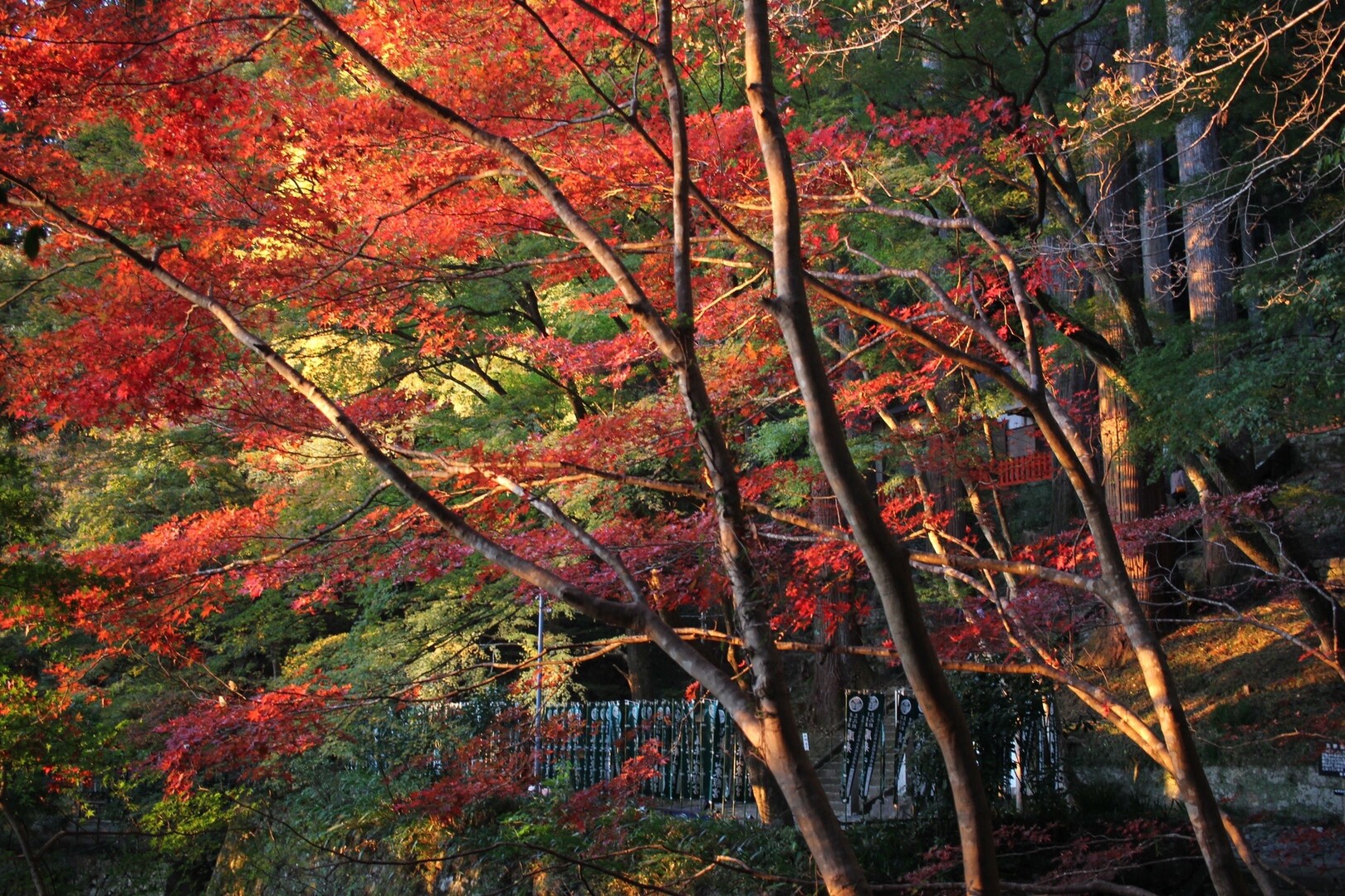 鳳来寺山(鳳来山東照宮奉拝)・瑠璃山 20 Nov, 2021 / maboさんの宇連山・鳳来寺山・岩古谷山の活動データ | YAMAP / ヤマップ