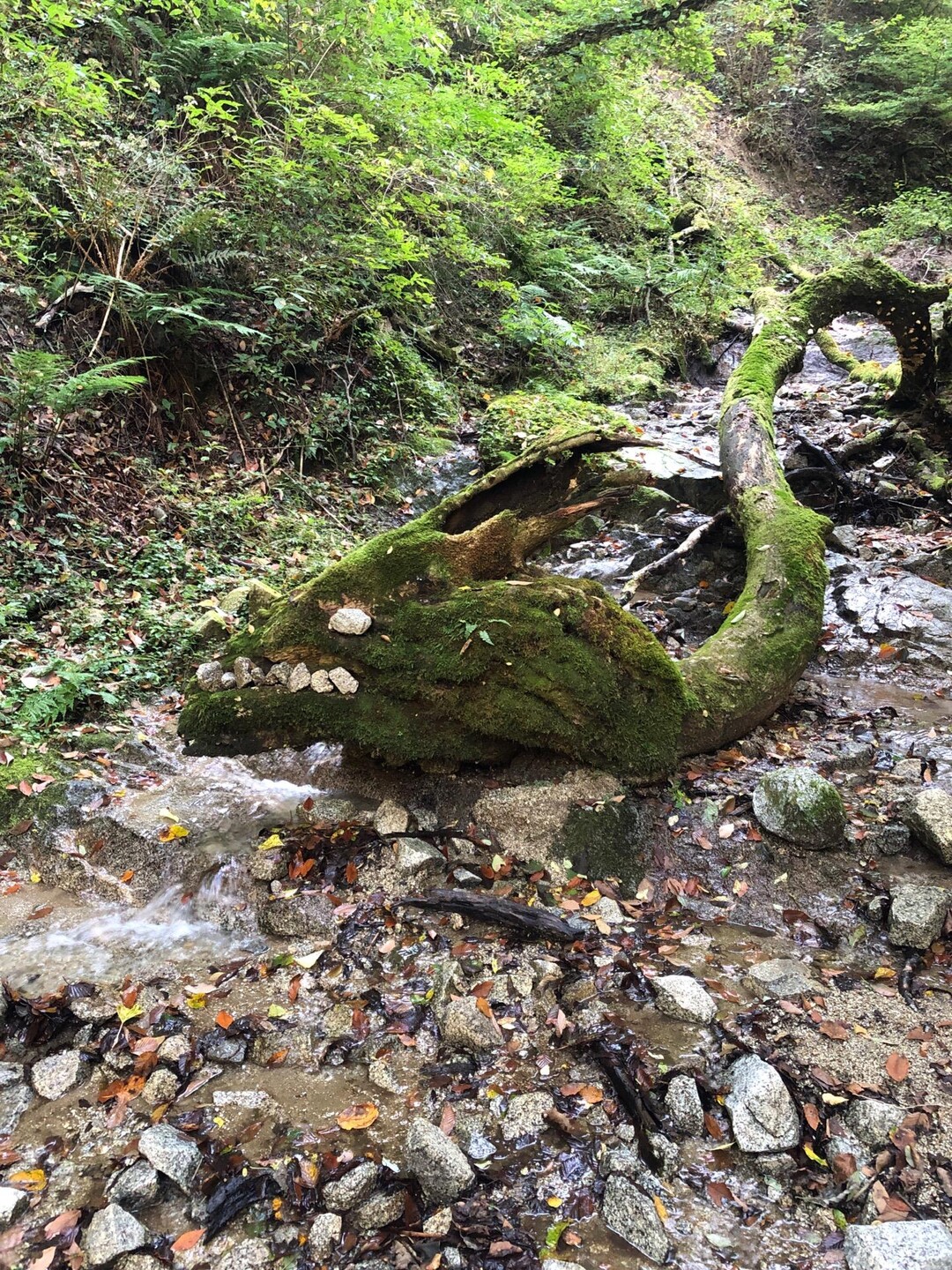 R6-No.18 金剛山・大日岳 / シゲさんsanさんの金剛山・二上山・大和葛城山の活動データ | YAMAP / ヤマップ