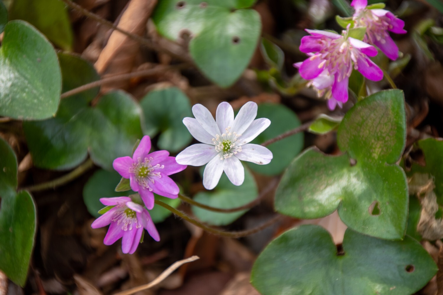 ミスミソウ コレクション 2022 城山... / Hazzie.さんのモーメント | YAMAP / ヤマップ