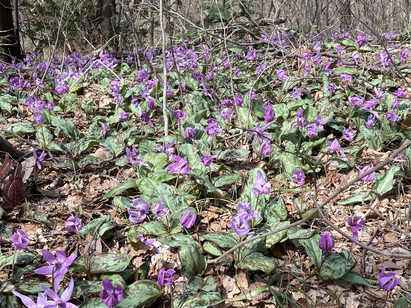 角田山（長者原山） / tetsuoさんの角田山の活動データ | YAMAP / ヤマップ