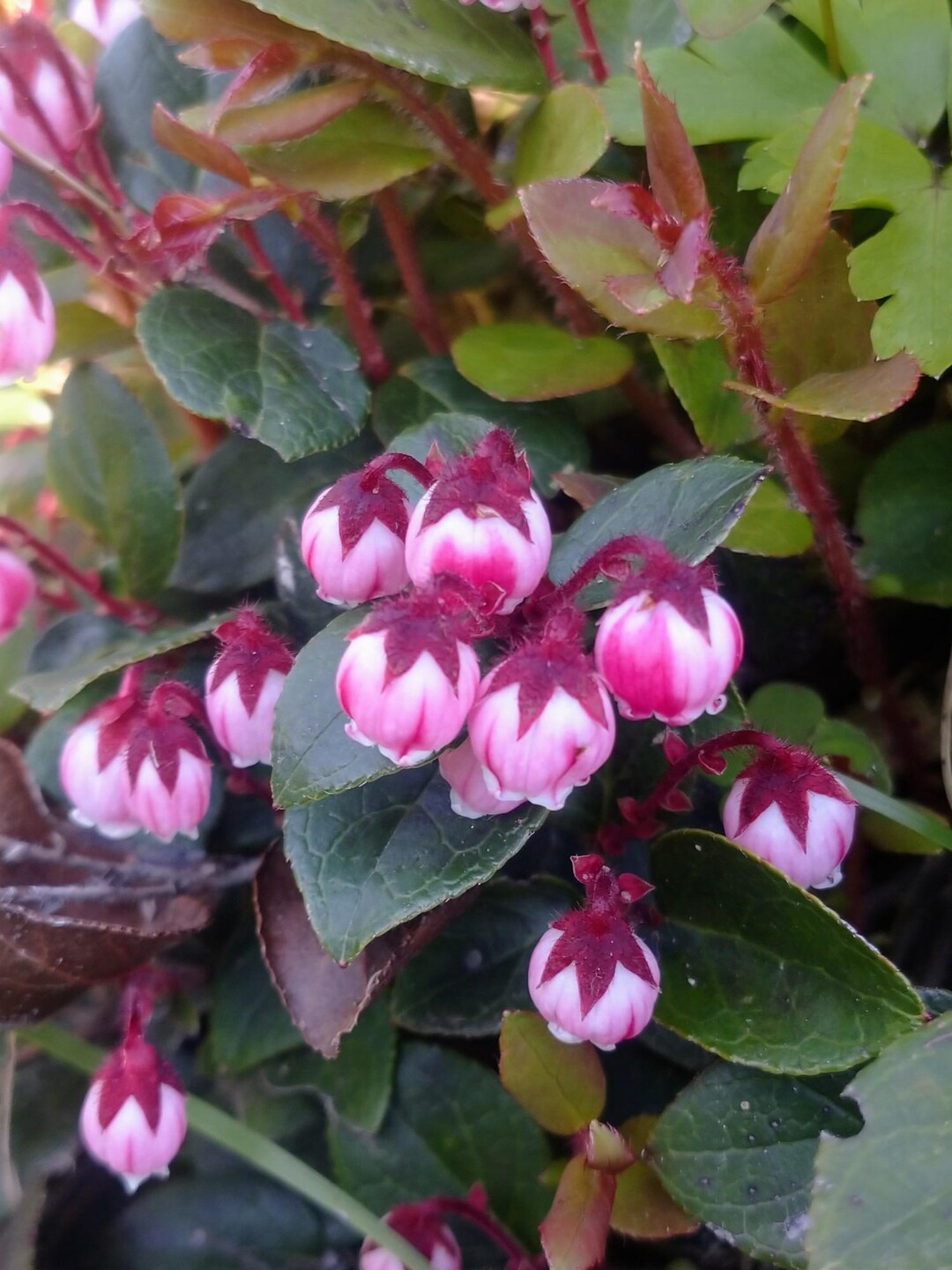 裏岩手縦走 / RIKUさんの三ッ石山・大深岳・諸桧岳の活動データ | YAMAP / ヤマップ