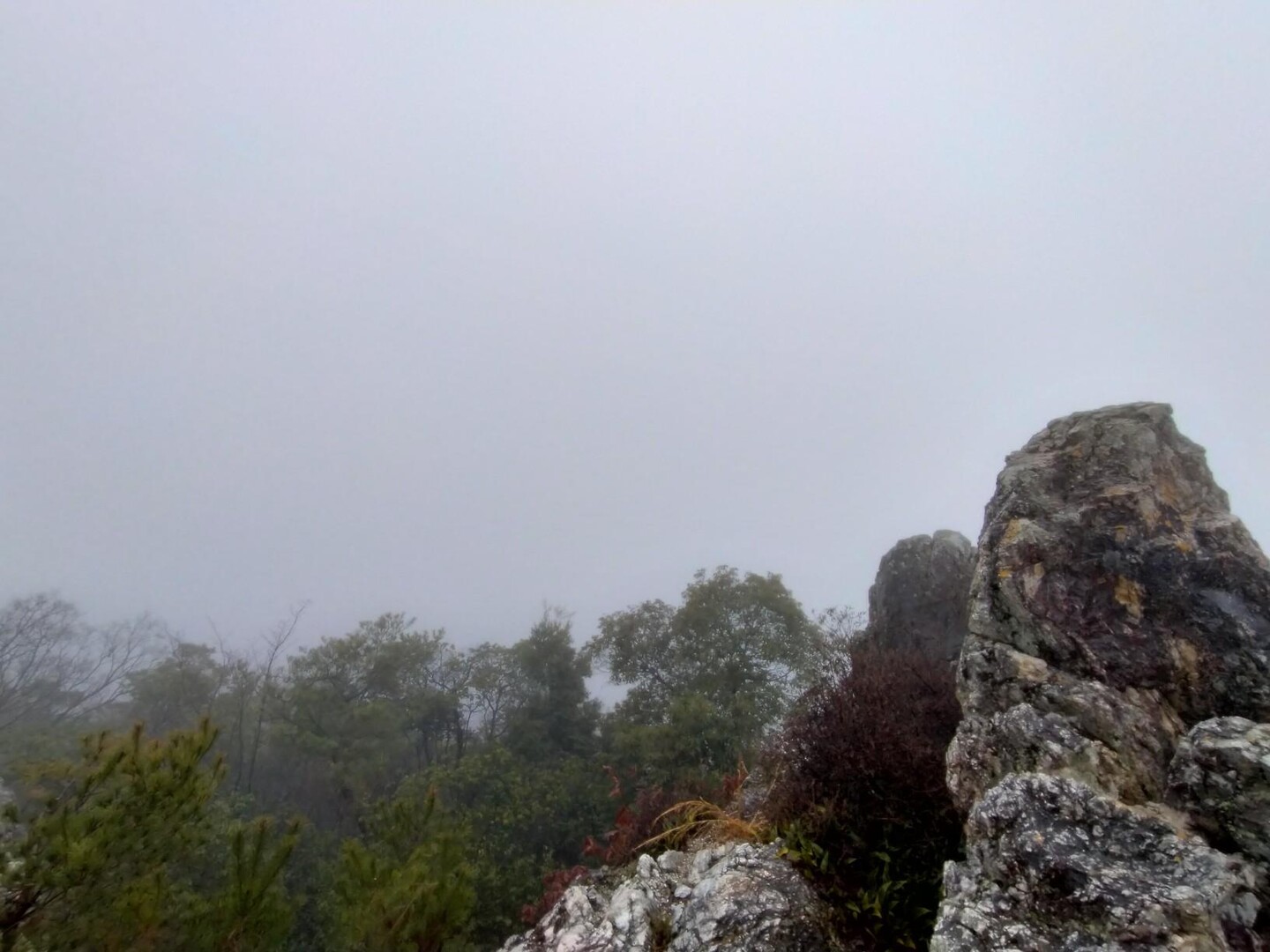 小雨と霧の米田白山 / takurockさんの米田白山の活動データ | YAMAP / ヤマップ