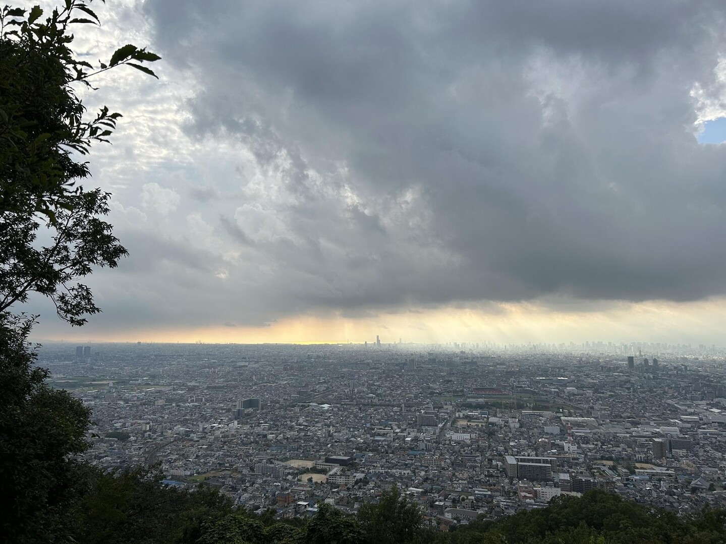 雨後の山散歩 珍しい？ヤツ発見 / MSKさんの生駒山・神津嶽・大原山の活動データ | YAMAP / ヤマップ