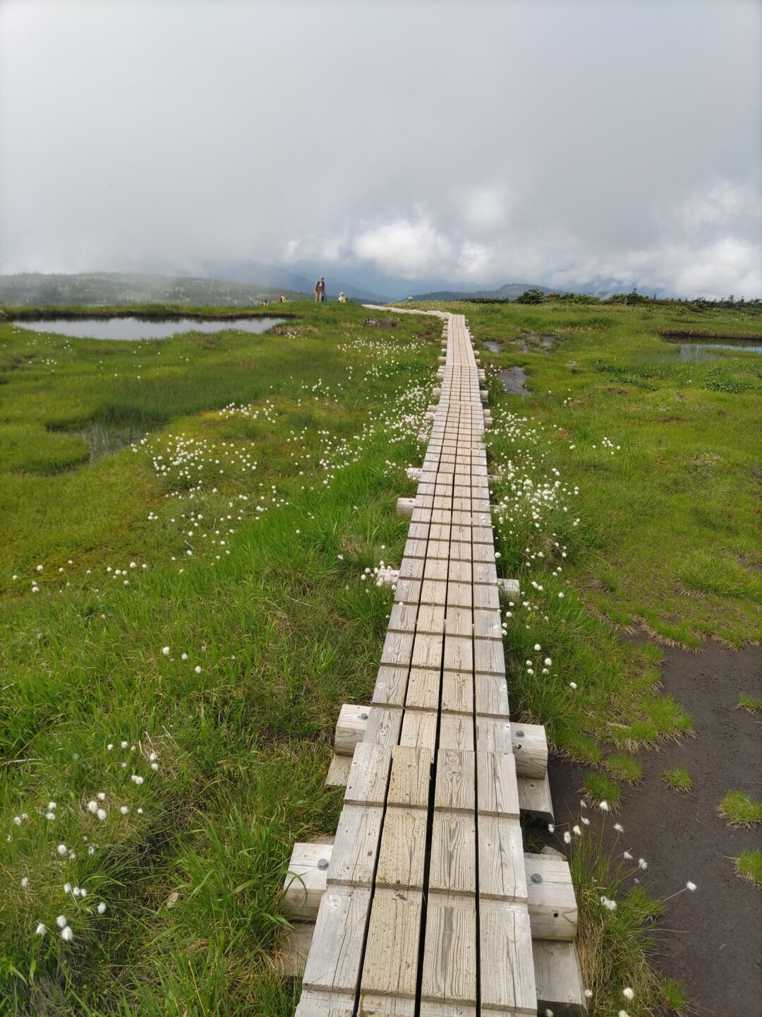 天空の楽園(*^^*) 苗場山 小赤沢コースピストン / tamuさんの苗場山・赤倉山・佐武流山の活動データ | YAMAP / ヤマップ