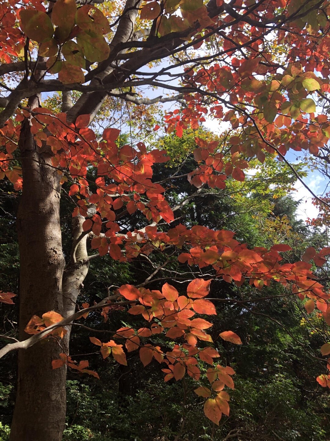 【鈴鹿63】【48/50座】政子・奥草山・綿向山・水無山・水無山南峰 / aspiさんの綿向山の活動日記 | YAMAP / ヤマップ