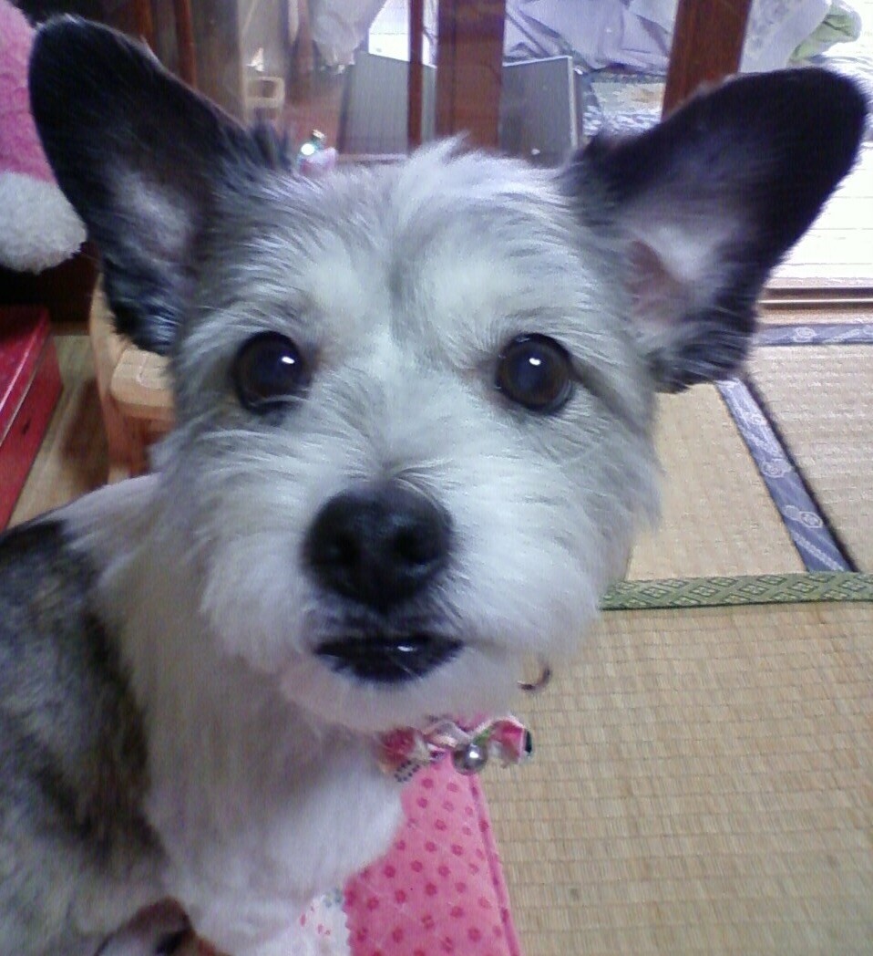 aikoのページ | YAMAP / ヤマップ