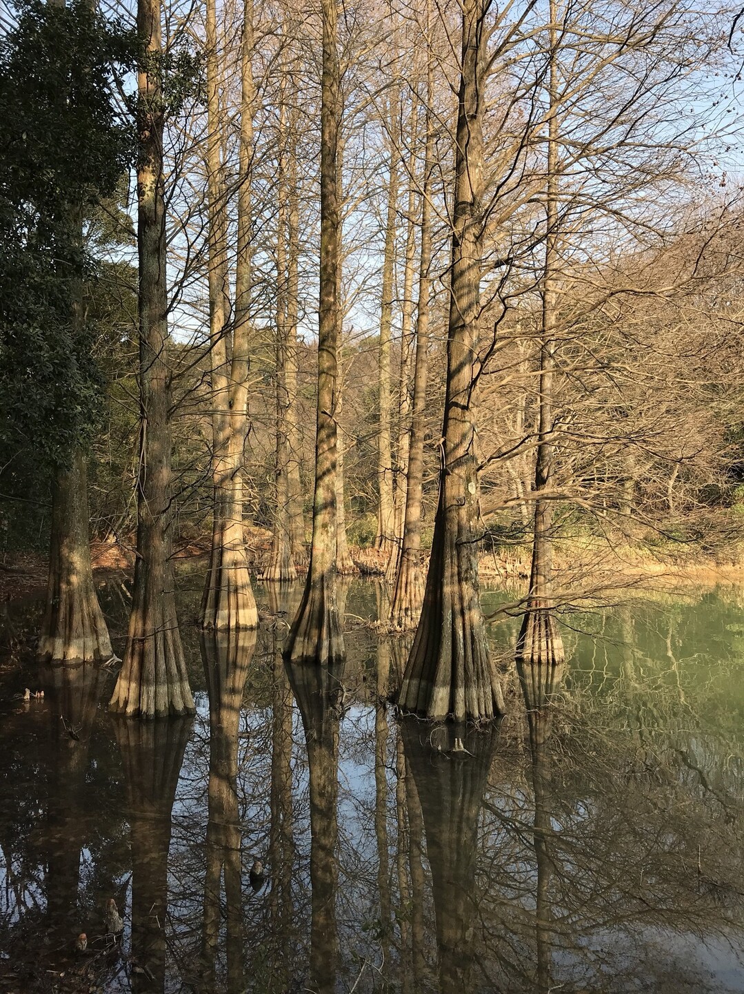 黄昏さんぽ🎵@篠栗九大の森🌲 / saccoさんの篠栗町の活動データ | YAMAP / ヤマップ