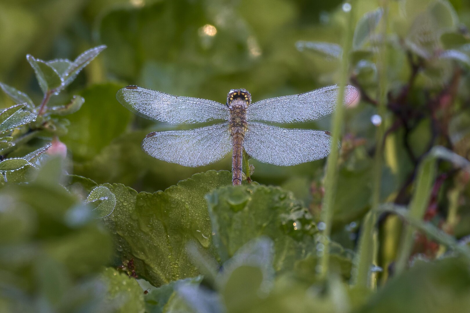 （2）白山（御前峰）～お池めぐり🌸のんびりテント泊にて歩いてみる / estudioさんの白山・別山・銚子ヶ峰の活動データ | YAMAP / ヤマップ