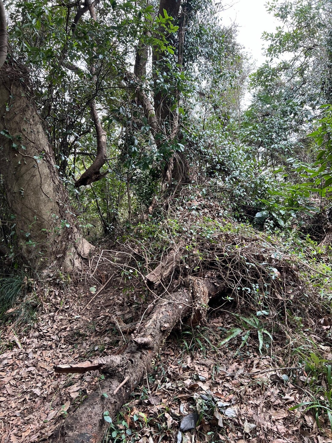 Amy(エイミー)さんの投稿したフィールドメモ | YAMAP / ヤマップ