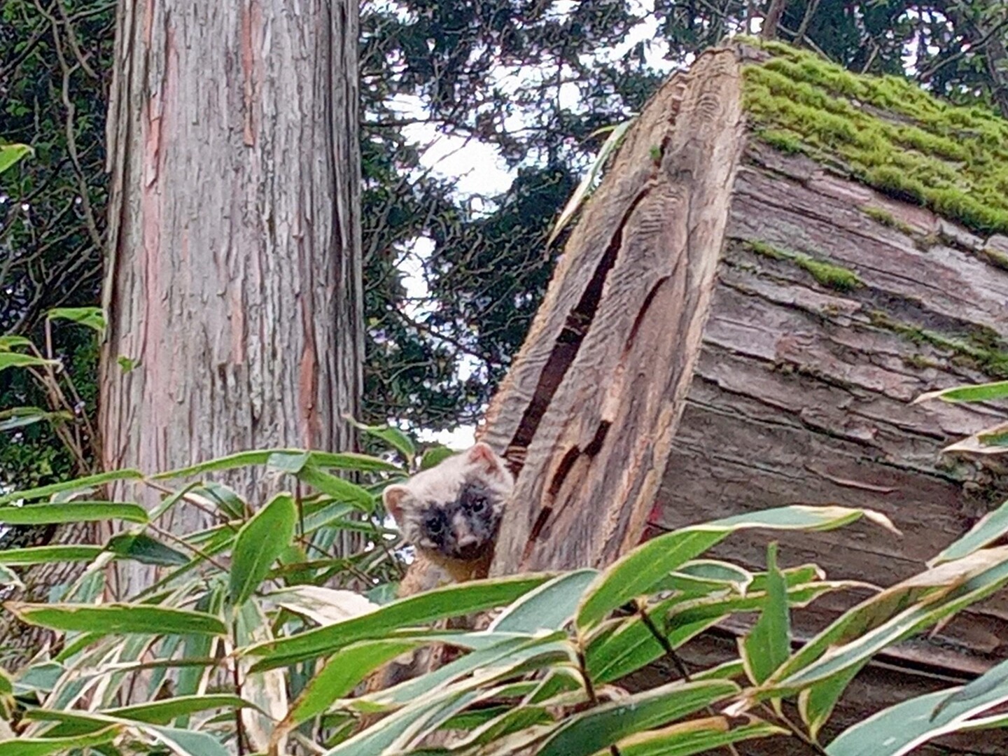 GW関西遠征🚐Day1その③日本二百名山⛰️金剛山（百ヶ辻󠄀登山口発） / winterheatさんの金剛山・二上山・大和葛城山の活動データ | YAMAP / ヤマップ