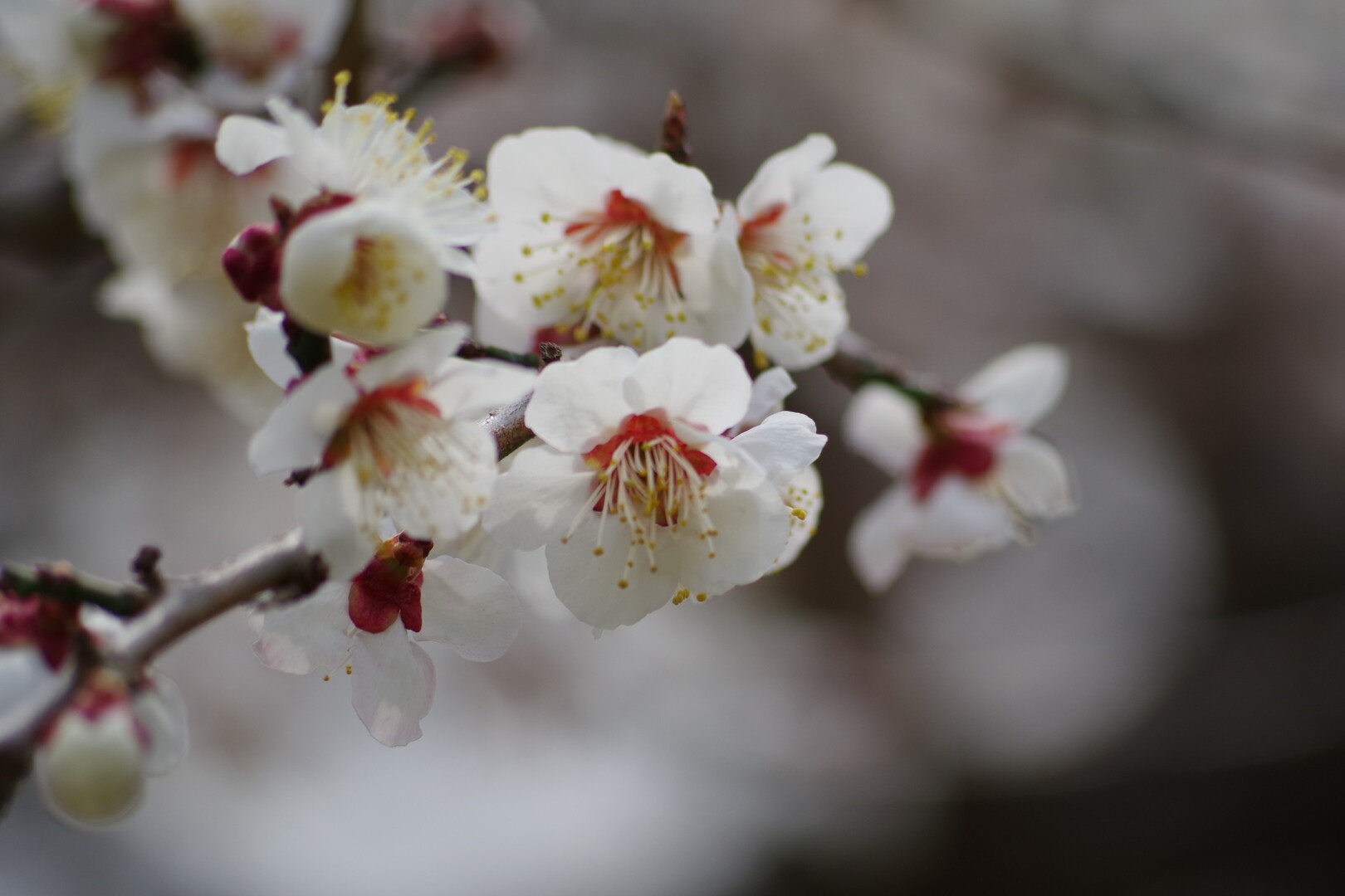 カタクリを見に行こうとしたらまだあまり咲... / aki_yamaさんのモーメント | YAMAP / ヤマップ