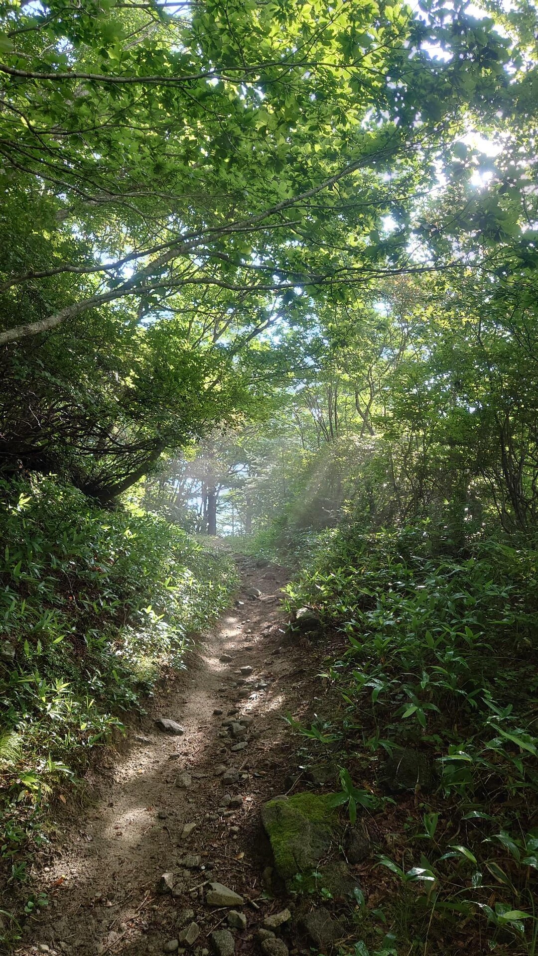 黒岩 / GENさんの五葉山・愛染山の活動データ | YAMAP / ヤマップ