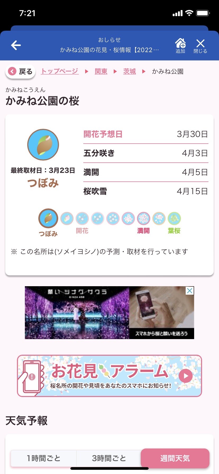 日立市の桜開花予想🌸 今年は入学式に満... / ひささんのモーメント | YAMAP / ヤマップ