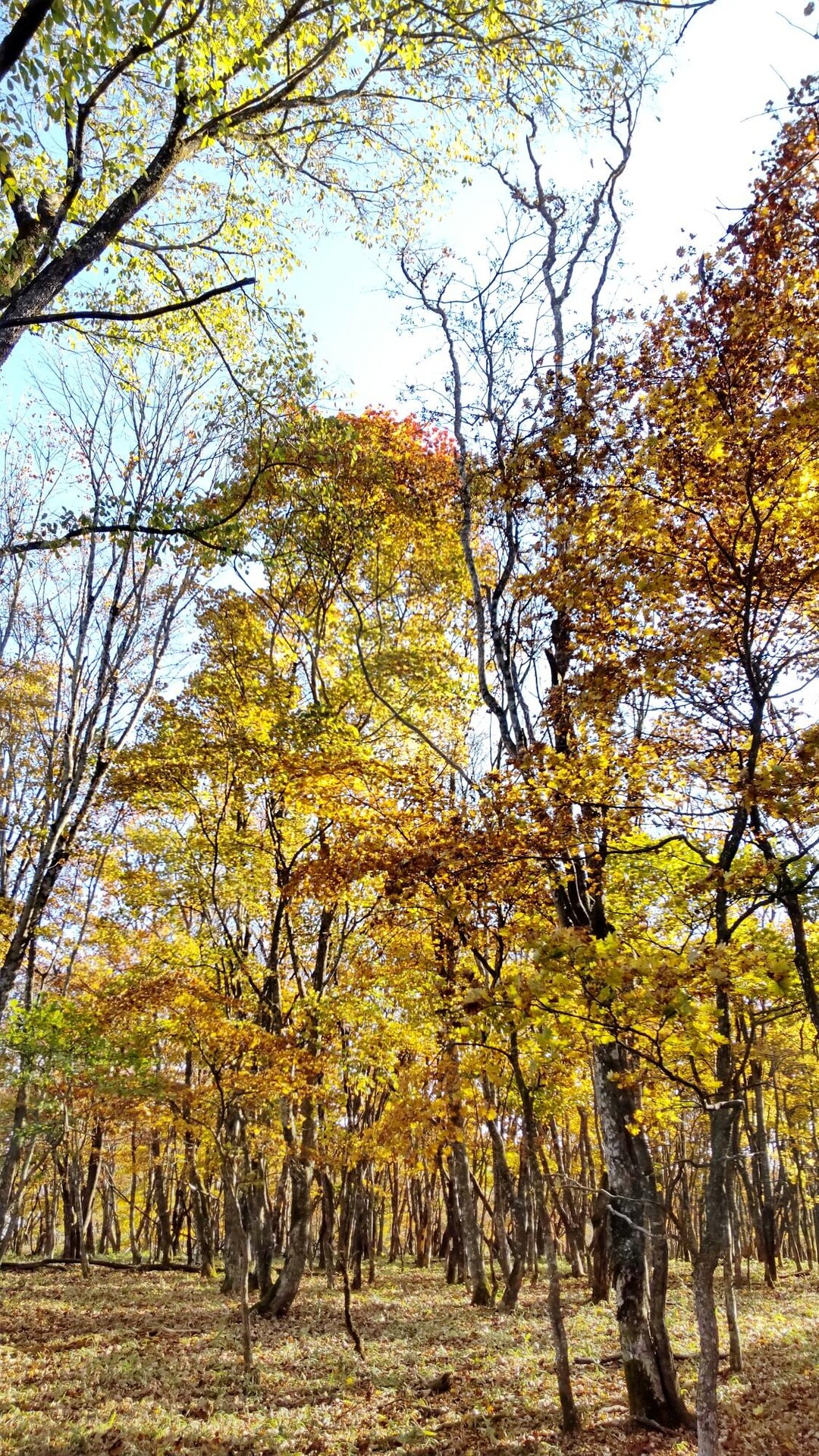 20221023 甘楽郡下仁田町 荒船山... / nozaさんのモーメント | YAMAP / ヤマップ