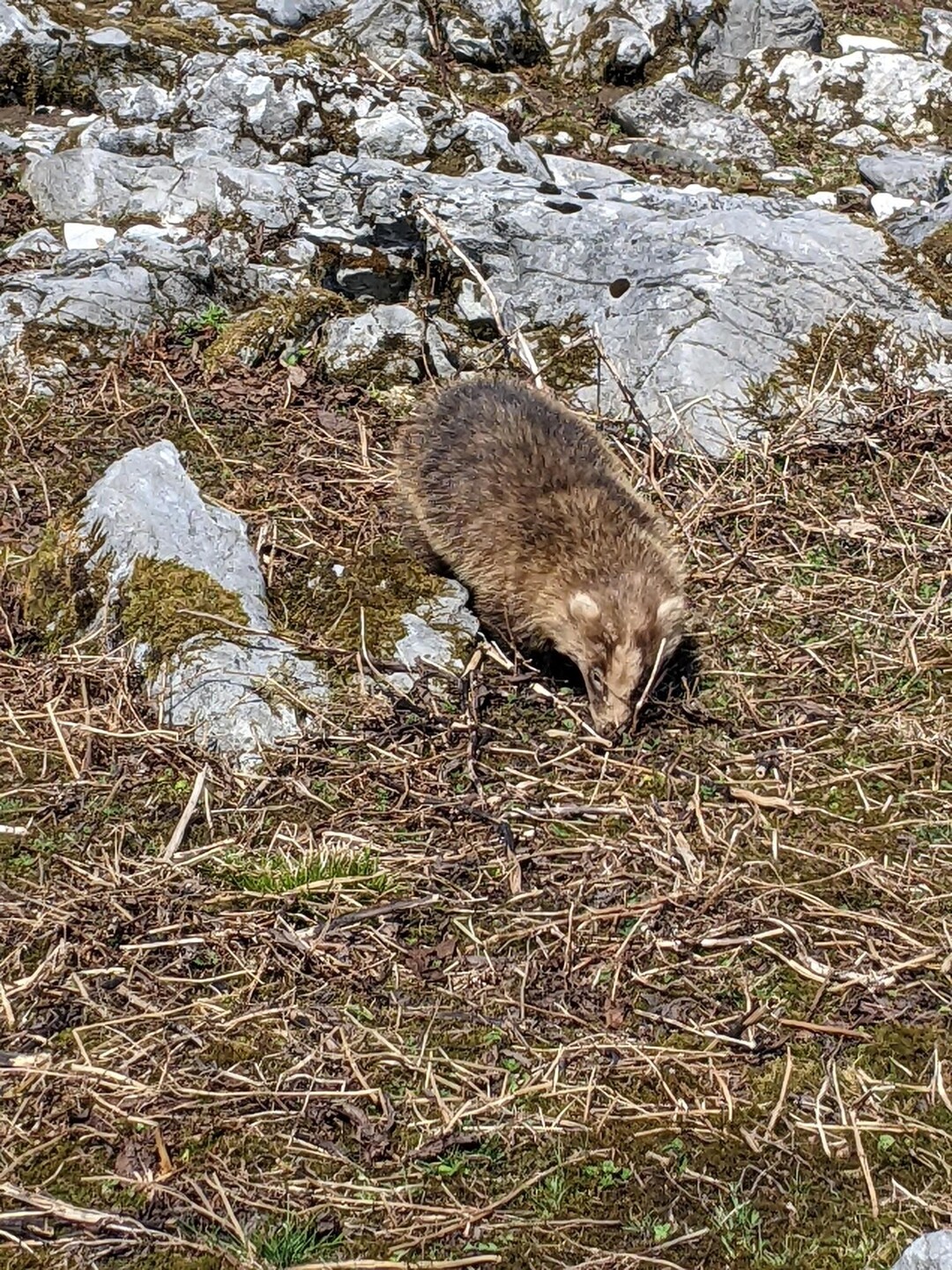 南霊岳・霊仙山最高点・霊仙山・経塚山 / K.koichiさんの霊仙山の活動データ | YAMAP / ヤマップ