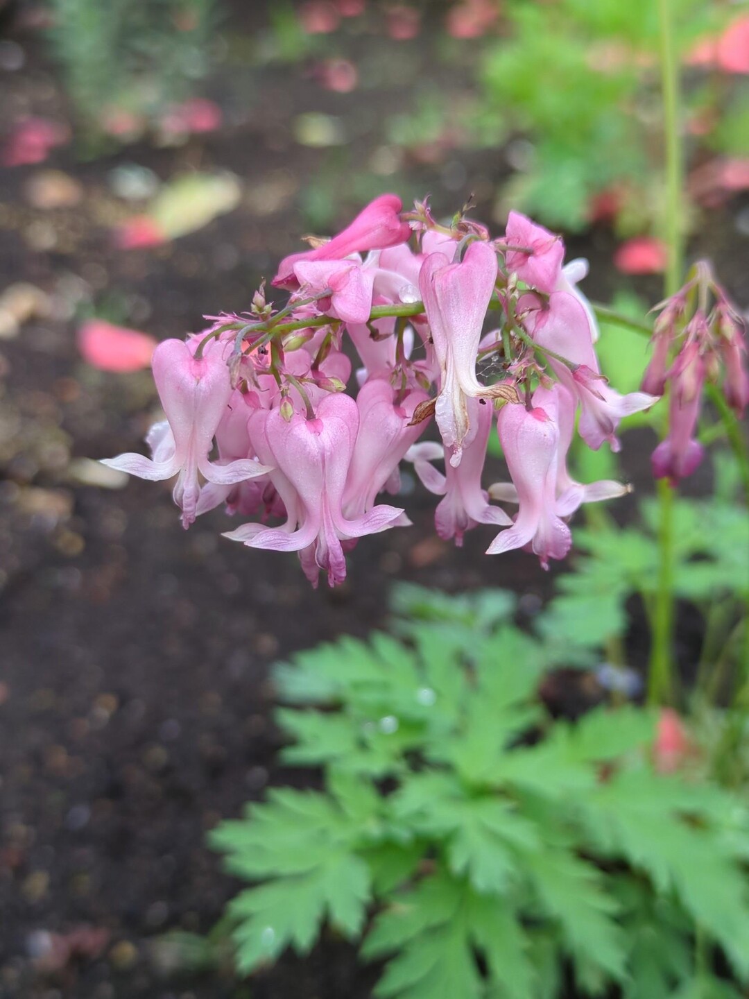 2024/5/22高崎公園 アメリカコマ... / reoさんのモーメント | YAMAP / ヤマップ