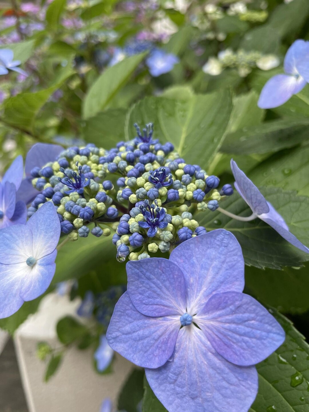 ワークでウォーキング-2023-05-30 / hakuzanさんのウォーキングの活動データ | YAMAP / ヤマップ