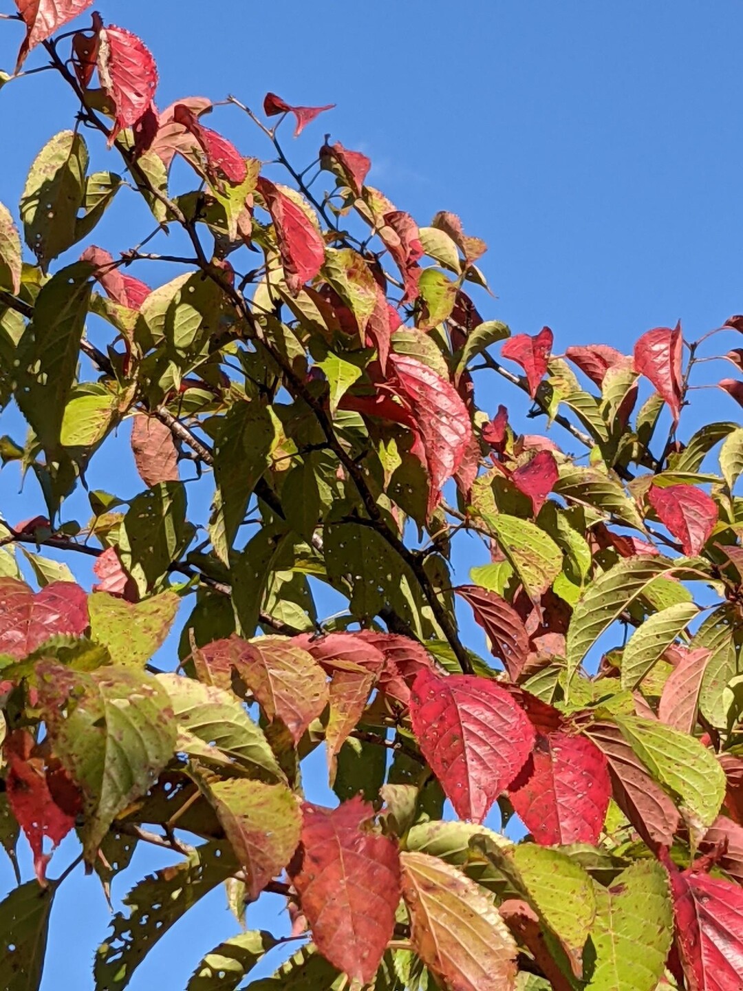 紫山にも秋が🍁… / yugohさんの仙台市の活動データ | YAMAP / ヤマップ