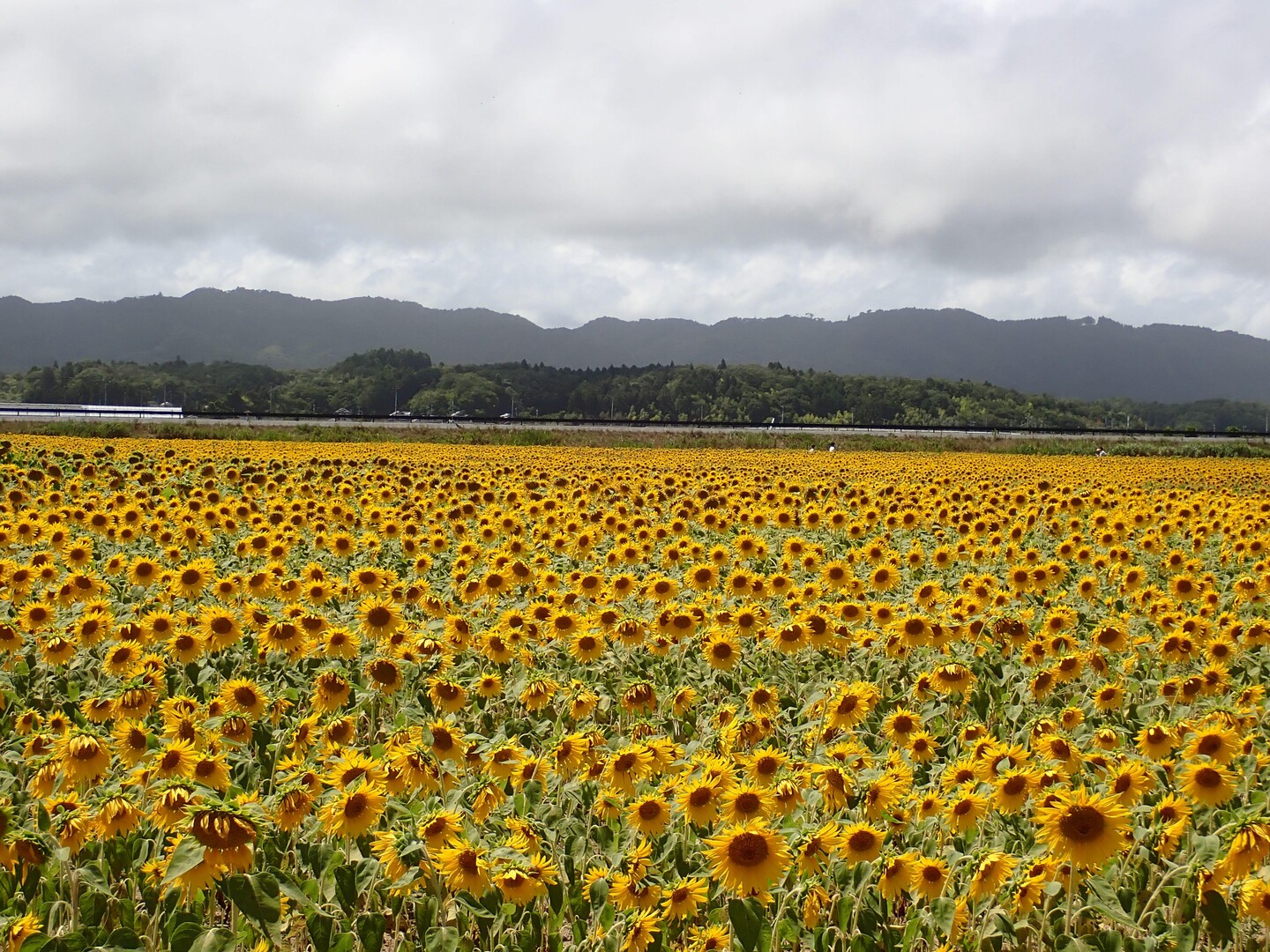サイクリング付🚴ひまわり観賞🌻🎵 / fuuさんの鹿狼山の活動日記 | YAMAP / ヤマップ
