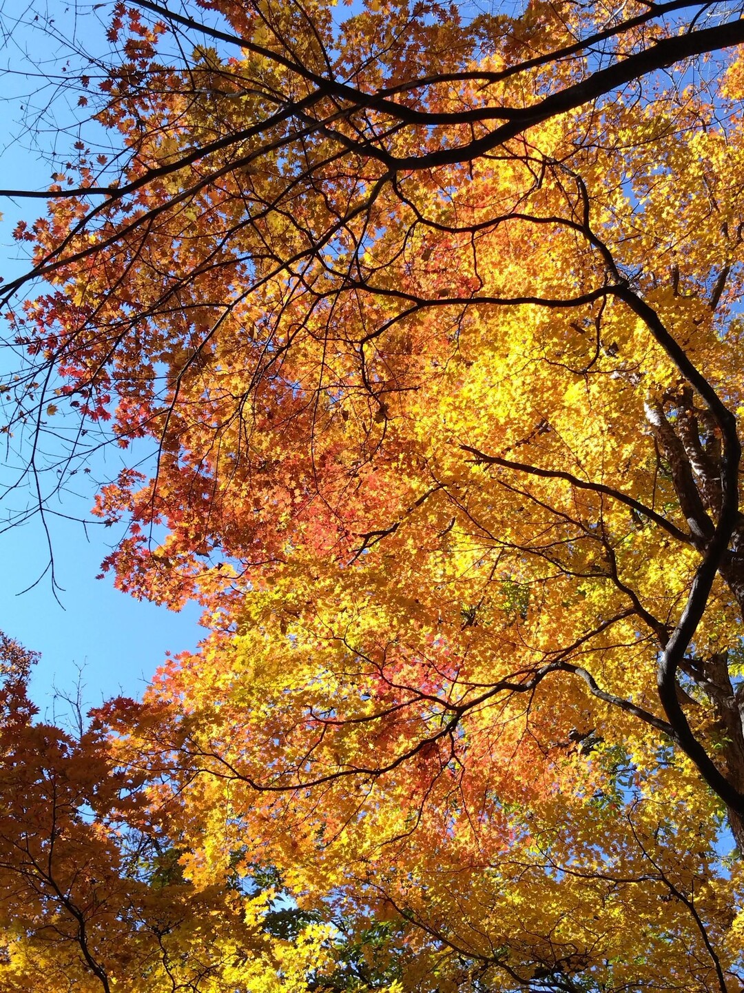 キラッキラ ️の紅葉🍁新湯富士 / hiromiさんの新湯富士（塩原富士山）・前黒山の活動データ | YAMAP / ヤマップ