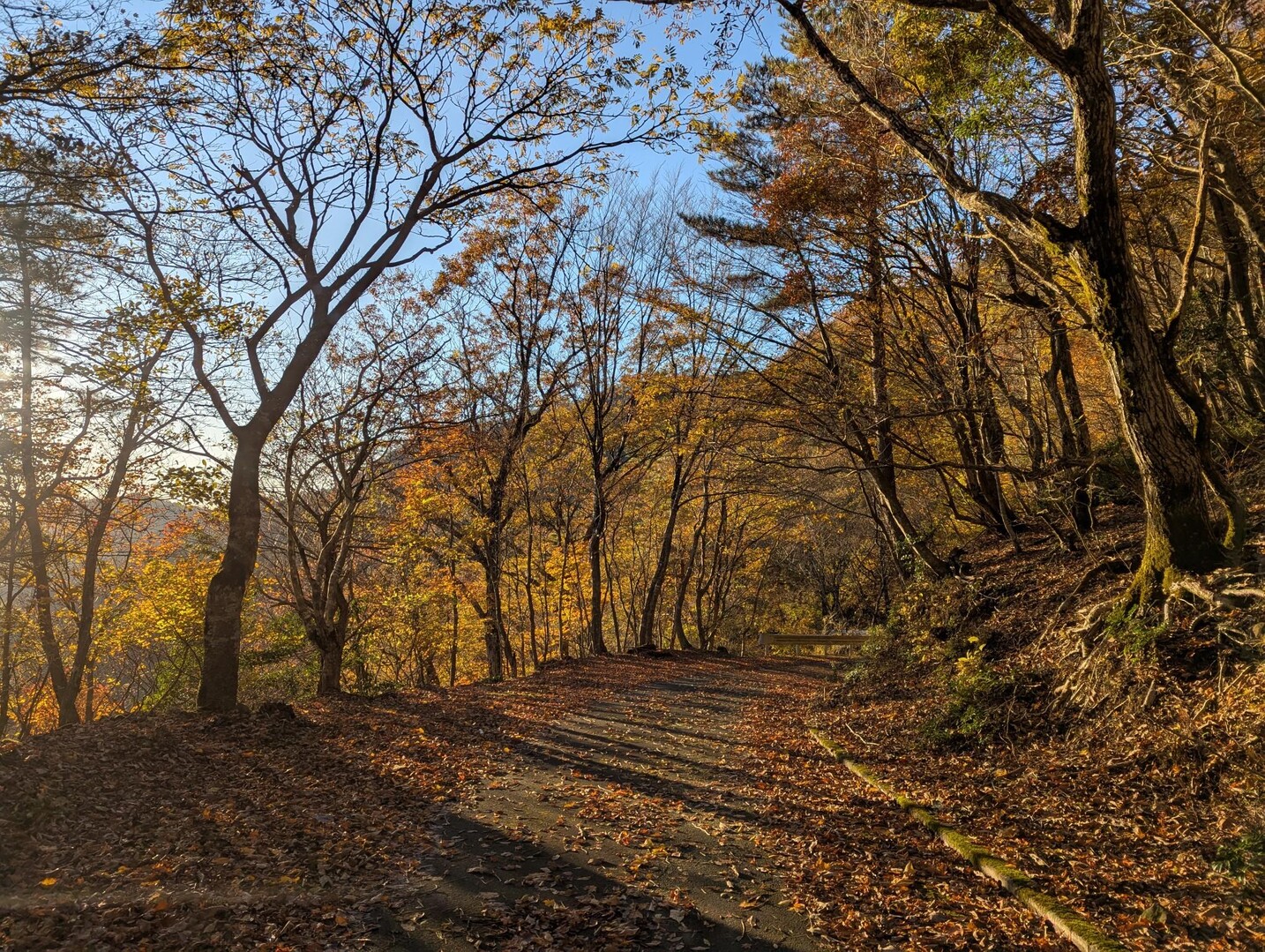 八ヶ峰（京都・福井） / MOMOさんの京北トレイル（黒尾山・天童山）の活動データ | YAMAP / ヤマップ