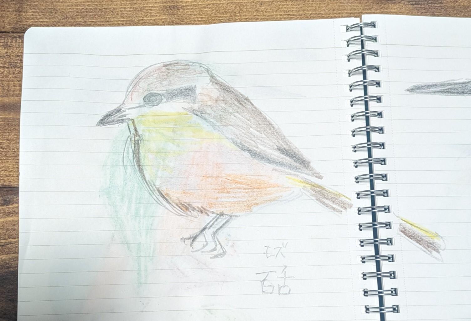 水彩色鉛筆で塗ってみた。ウグイスの女の子... / コックンさんのモーメント | YAMAP / ヤマップ