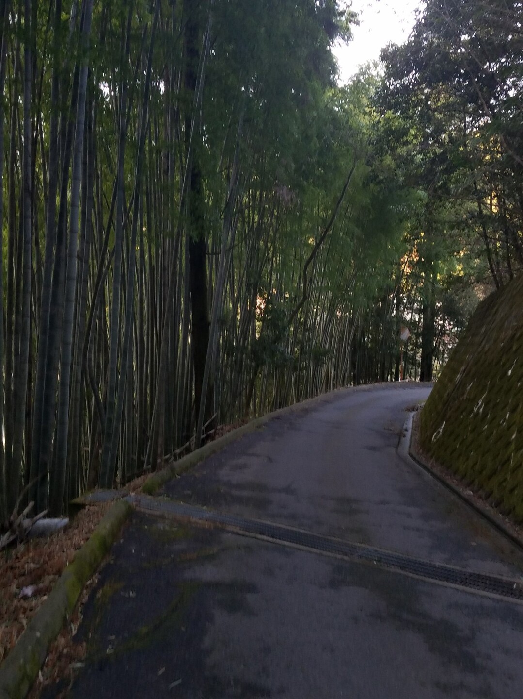びわ100に向けて高低差の修行 / びわこあゆのすけさんの立木山・袴腰山の活動データ | YAMAP / ヤマップ