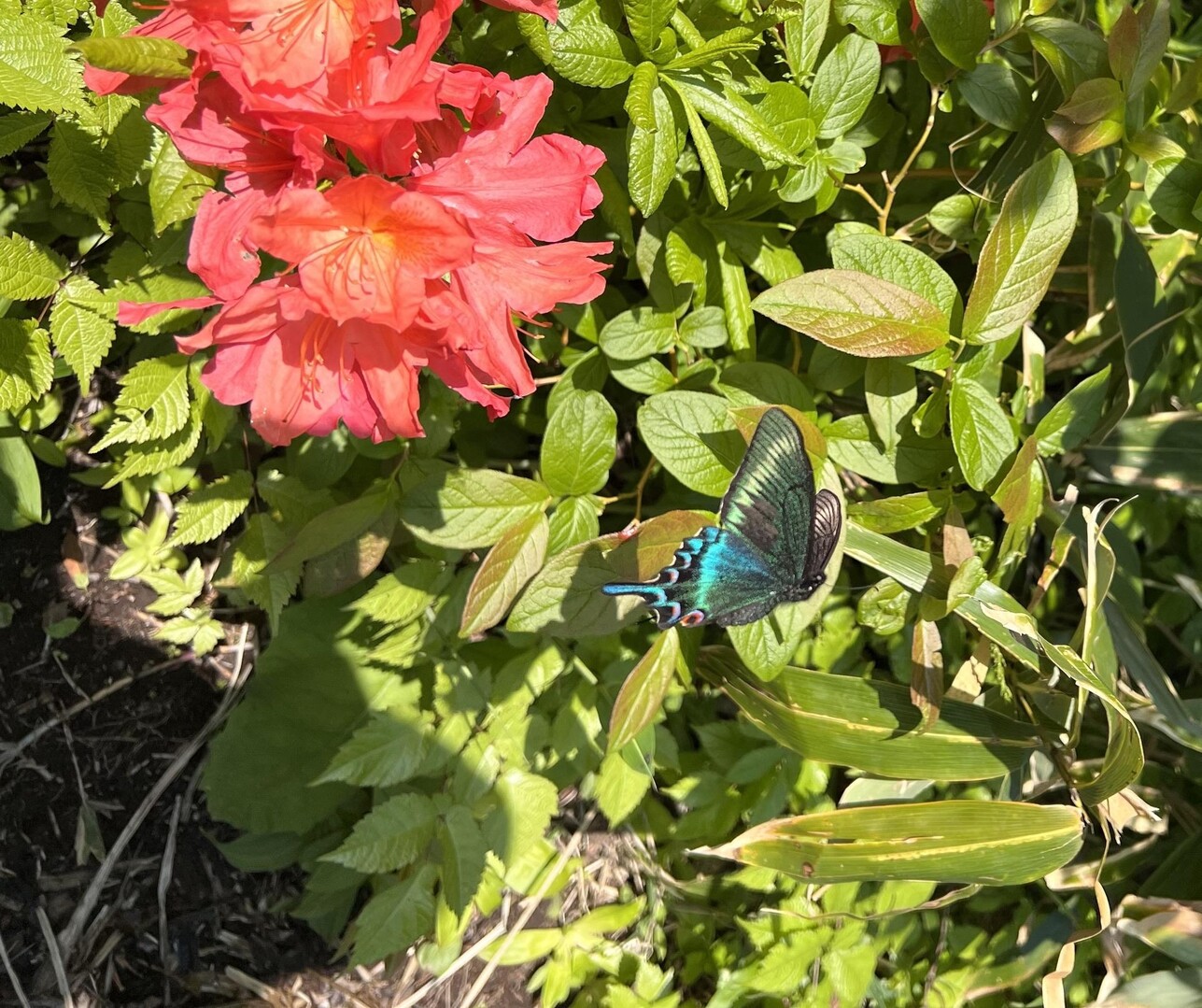 五月晴れの散歩 / りょうさんさんのモーメント | YAMAP / ヤマップ