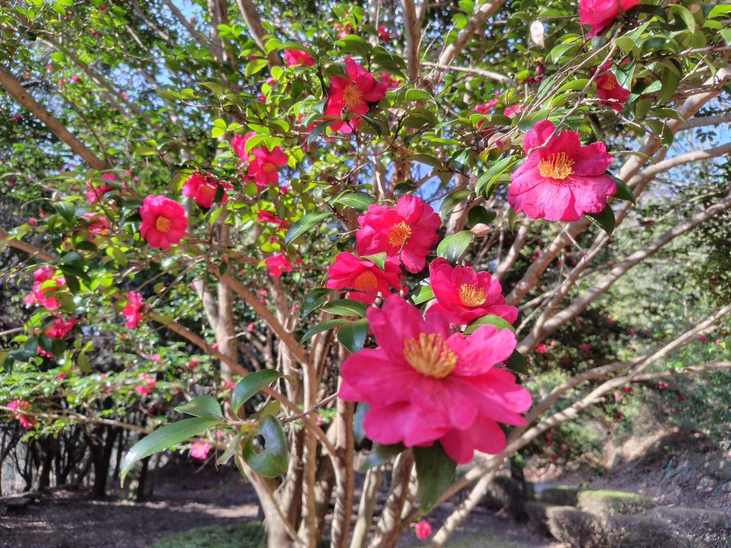 龍王山 / koushoさんの龍王山の活動データ | YAMAP / ヤマップ