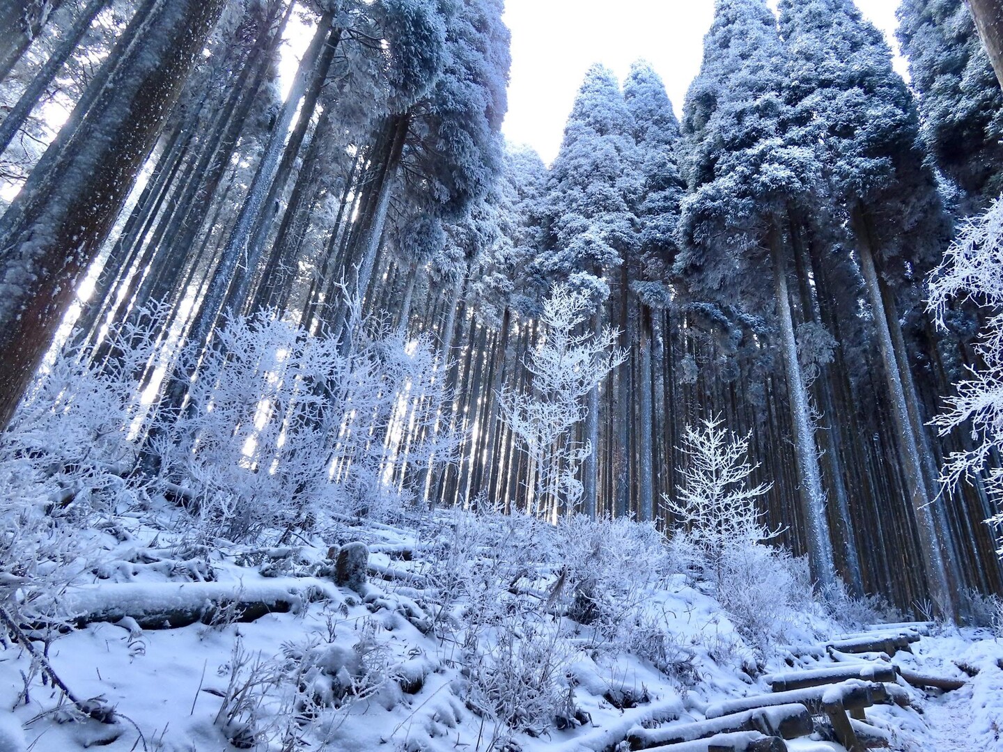 霧氷を楽しむ寧比曽岳 ️ / asimkさんの寧比曽岳・筈ヶ岳・出来山の活動データ | YAMAP / ヤマップ