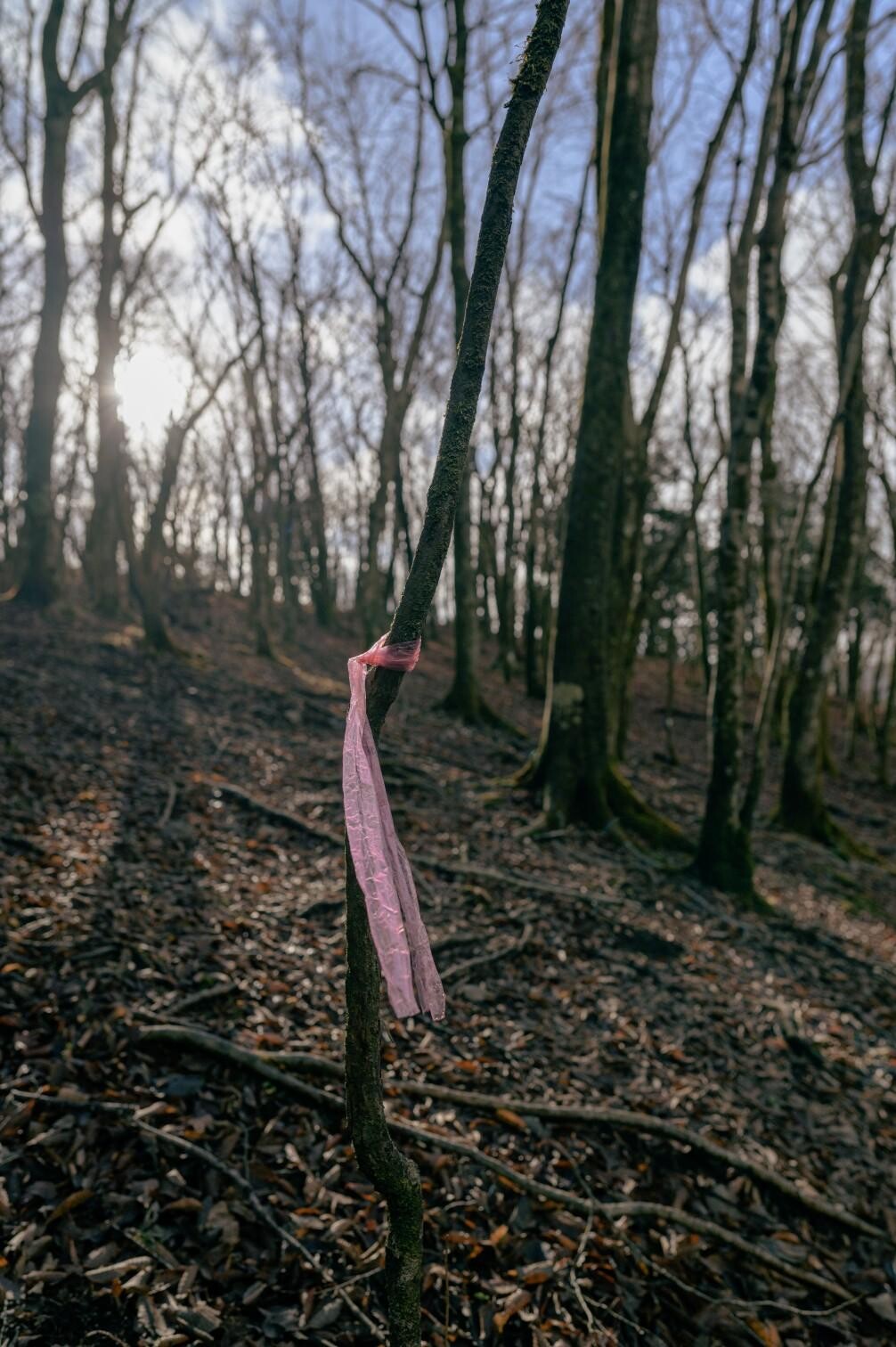 黒岳・越前岳・呼子岳 / tottiy_mountainさんの愛鷹山・大岳・黒岳の活動データ | YAMAP / ヤマップ
