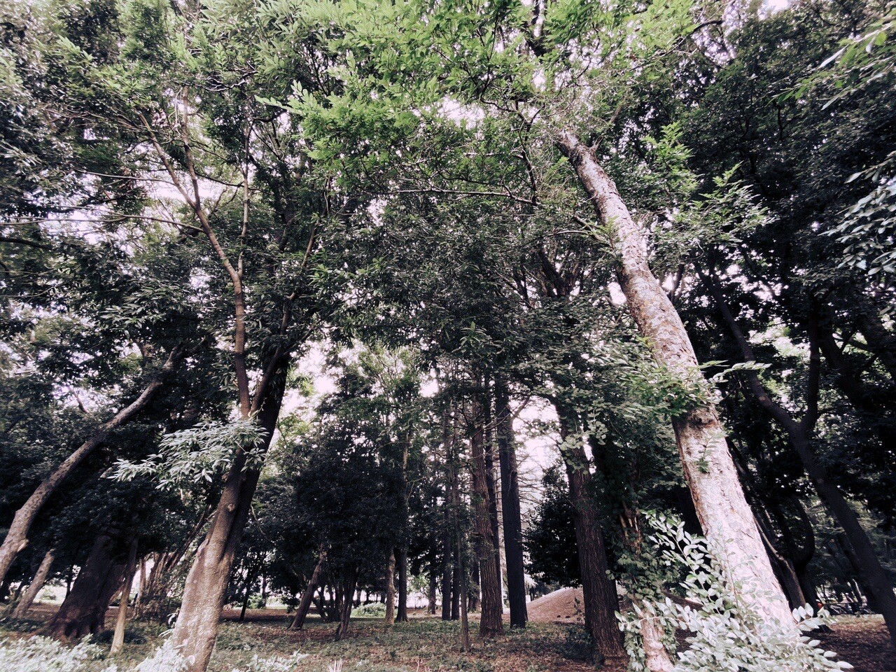 森ラン🏃‍♂️ / Go Andoさんのモーメント | YAMAP / ヤマップ