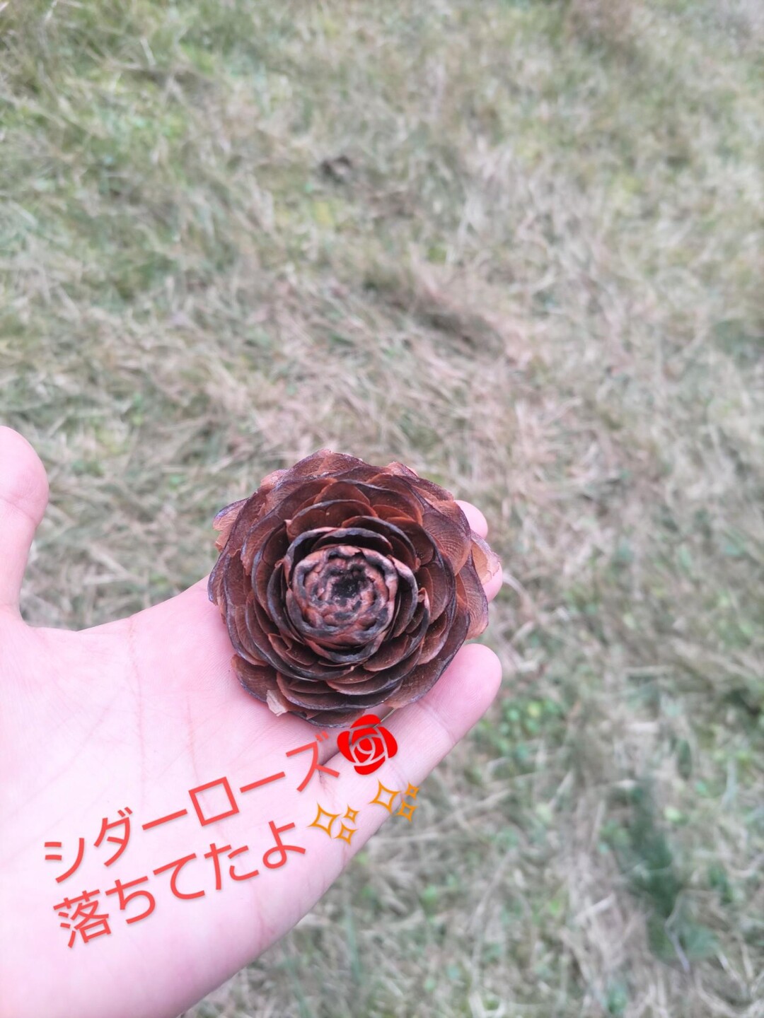 回復度を測るため 軽く登ってみよ〜🙌 ... / akanekoazu8さんのモーメント | YAMAP / ヤマップ