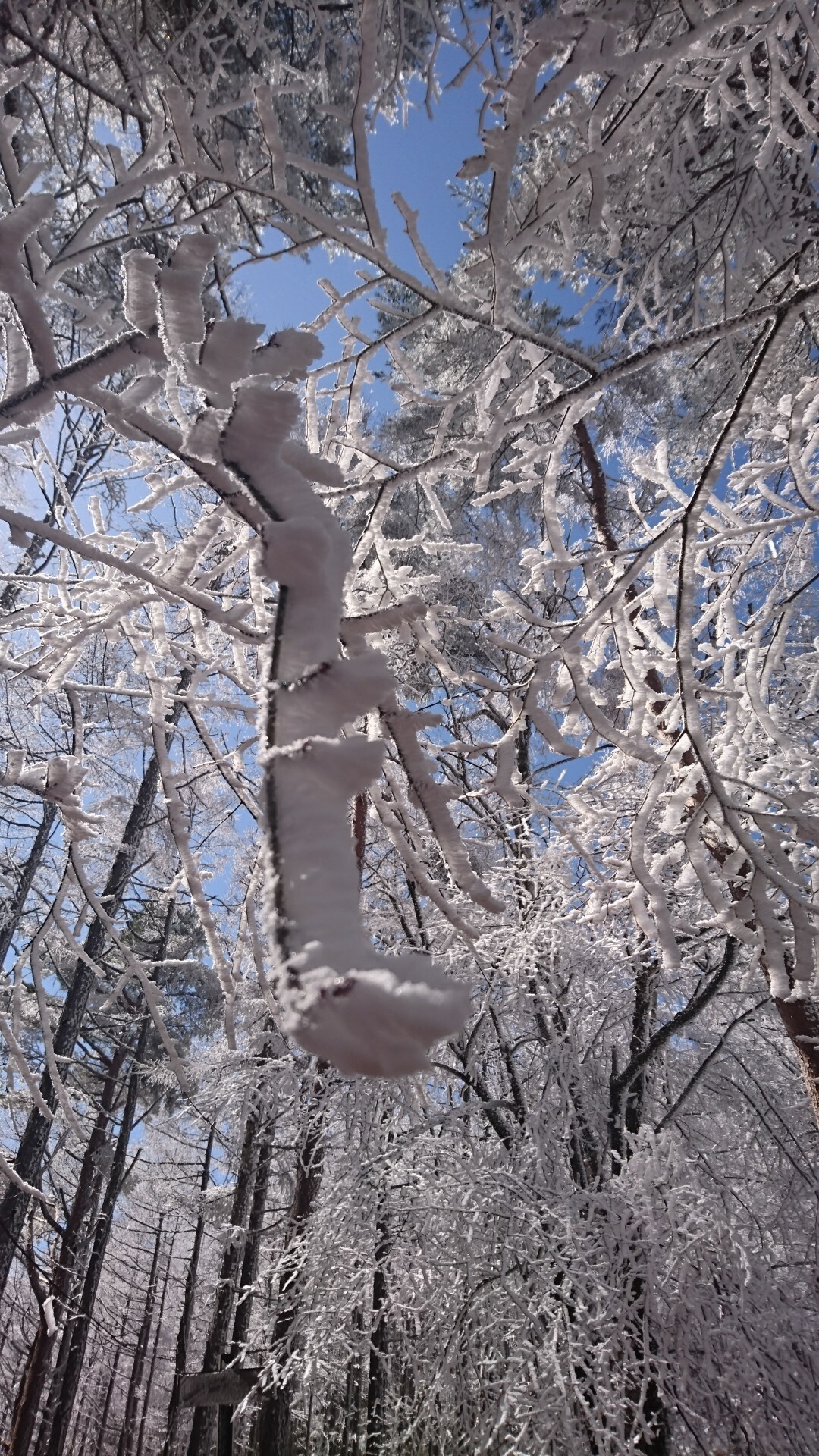 絶景かな、360度ビューの守屋山 / うみどりさんの守屋山の活動データ | YAMAP / ヤマップ