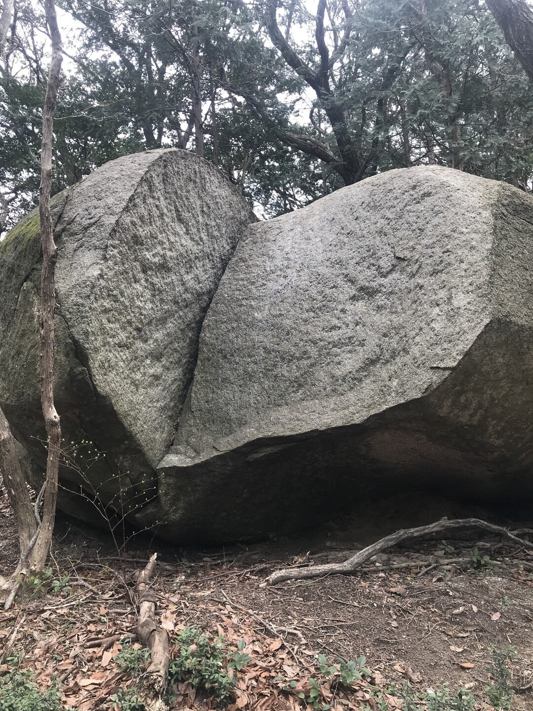 公共交通機関で行く、油山〜片縄山縦走。 / にこりんさんの油山・荒平山・片縄山の活動データ | YAMAP / ヤマップ