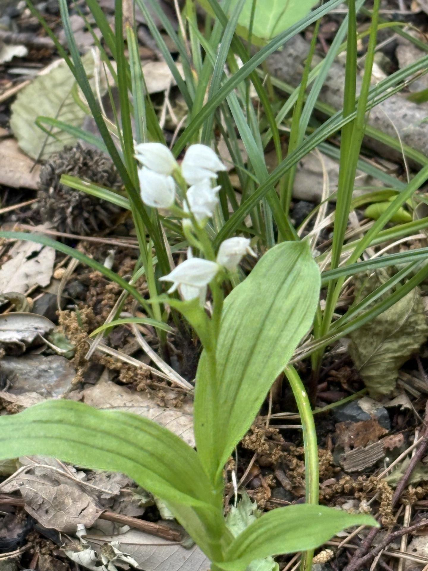 🧖‍♀️蒸し暑い 天筒山 / miniさんの天筒山・中池見湿地の活動データ | YAMAP / ヤマップ