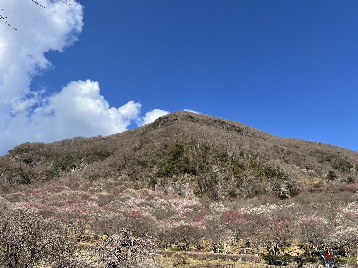 幕山 / GENさんの幕山・南郷山の活動データ | YAMAP / ヤマップ