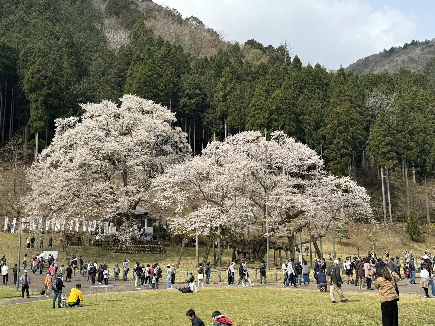 満開の根尾淡墨桜 プチぎっくりやっちゃい... / hirosyさんのモーメント | YAMAP / ヤマップ