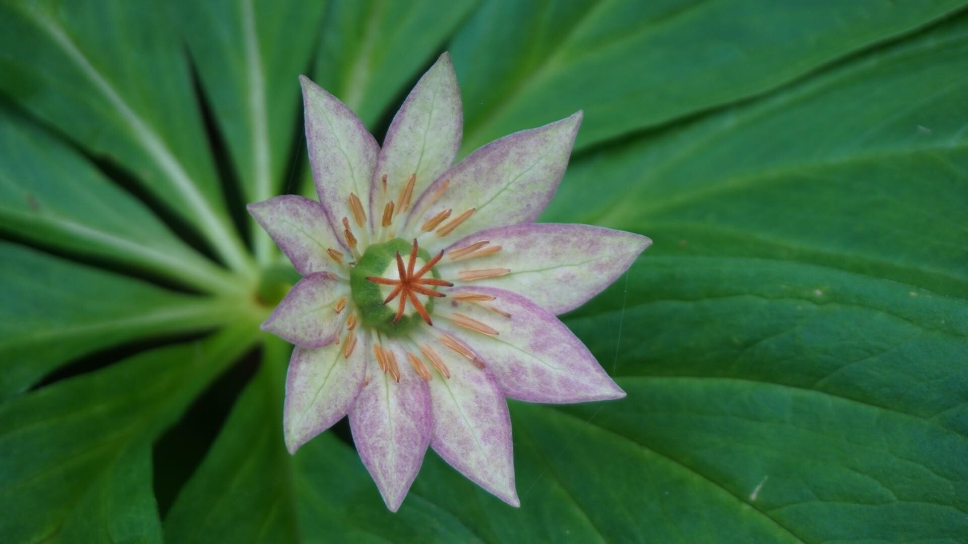 栂池自然園散策 / クボリン 1123226さんの白馬岳・小蓮華山の活動データ | YAMAP / ヤマップ