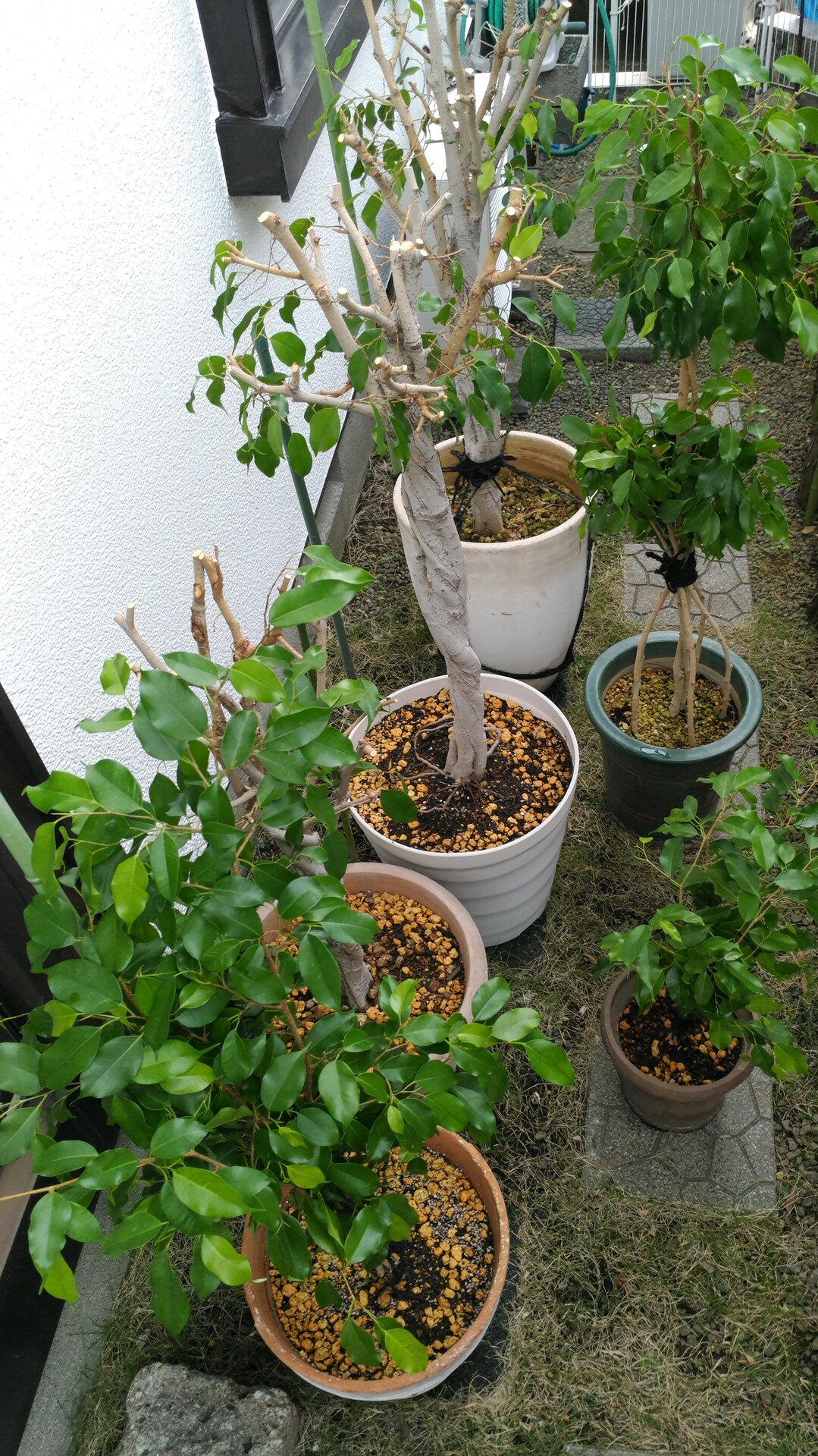 そろそろ梅雨に入るかな～🙏 ベンジャミ... / LaoFang(老芳)さんのモーメント | YAMAP / ヤマップ