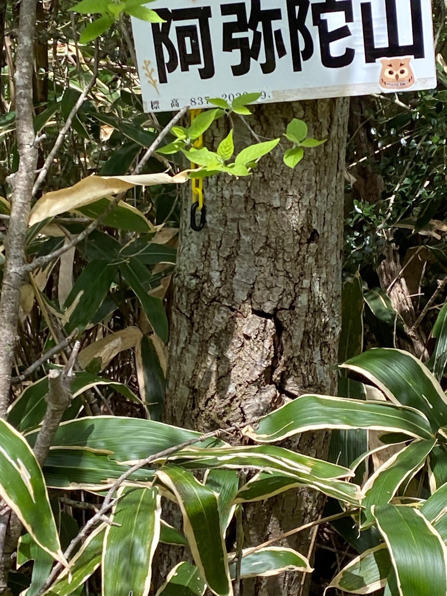 阿弥陀山 / benchanさんの阿弥陀山の活動データ | YAMAP / ヤマップ