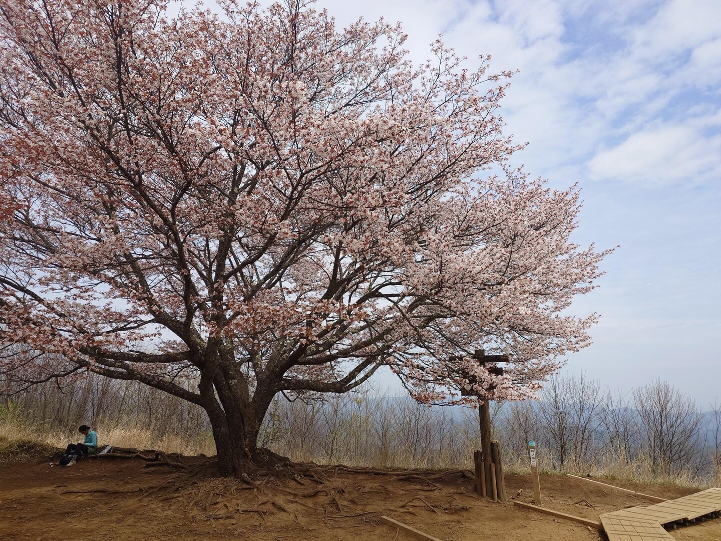 棒ノ嶺（棒ノ折山）・黒山・逆川ノ丸・興越山・岩茸石山・高水山 / Y.Sakuさんの棒ノ折山（棒ノ嶺）の活動データ | YAMAP / ヤマップ