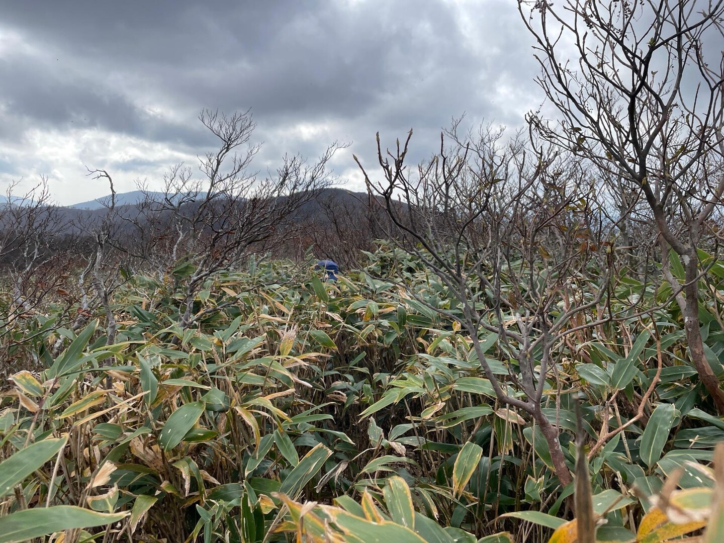 夜叉ヶ池③ / JOG太郎さんのモーメント | YAMAP / ヤマップ