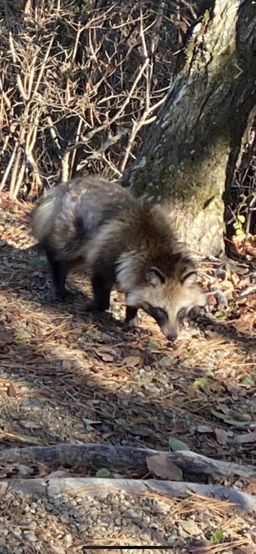 高丸山 / KASABUさんの六甲山・長峰山・摩耶山の活動データ | YAMAP / ヤマップ