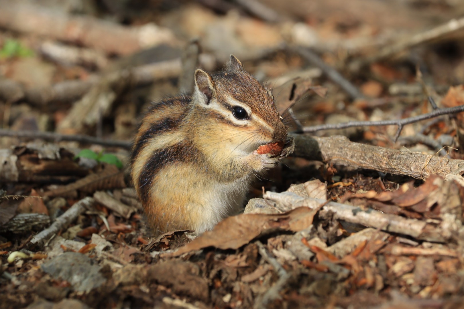 ヒル🐛が出る前に 御池岳のコグルミ谷に... / ⁺⊹/𝒔𝒘𝒕𝒏\*⁺さんのモーメント | YAMAP / ヤマップ